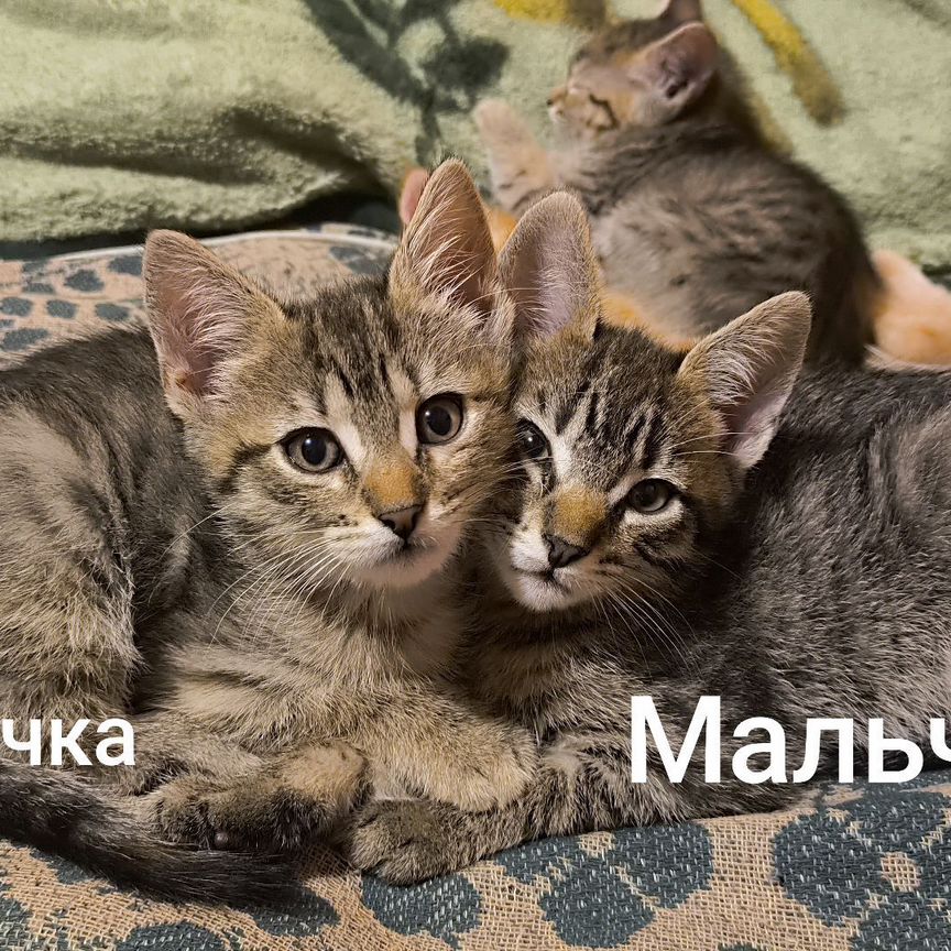 Котята норвежская лесная