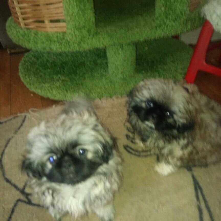 Пекинесики 3.5 месяца