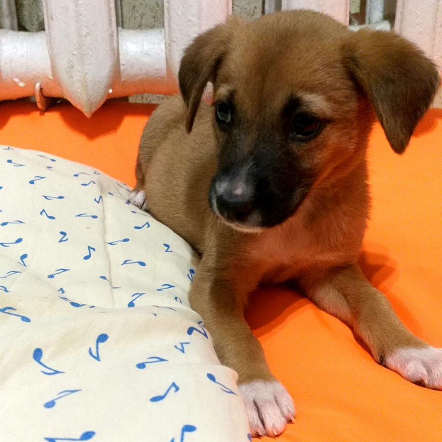 Непоседа Рекс - друг детей