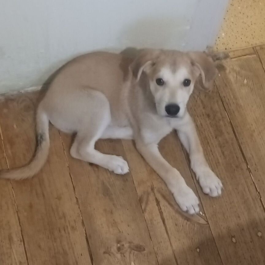 Отдам в добрые руки щенка 3 месяца