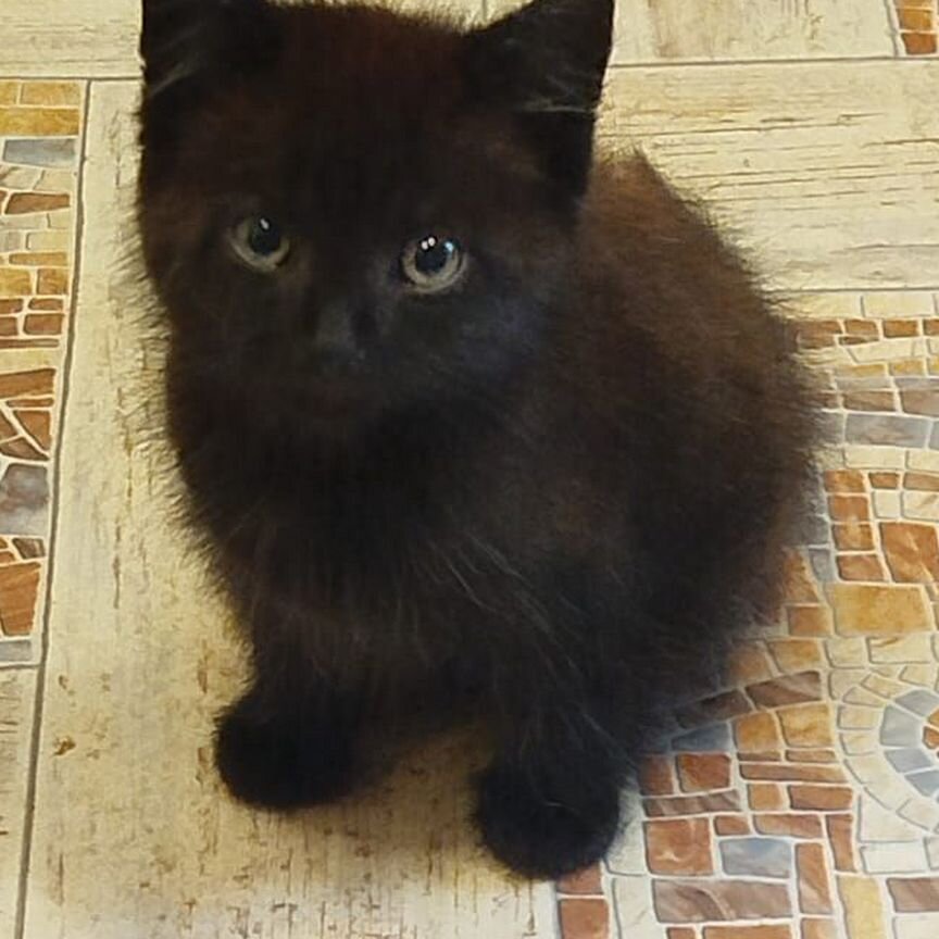Котенок ищет дом