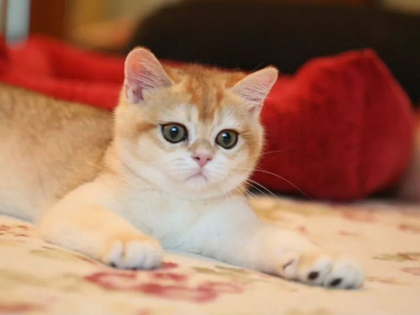 Шотландские куколки