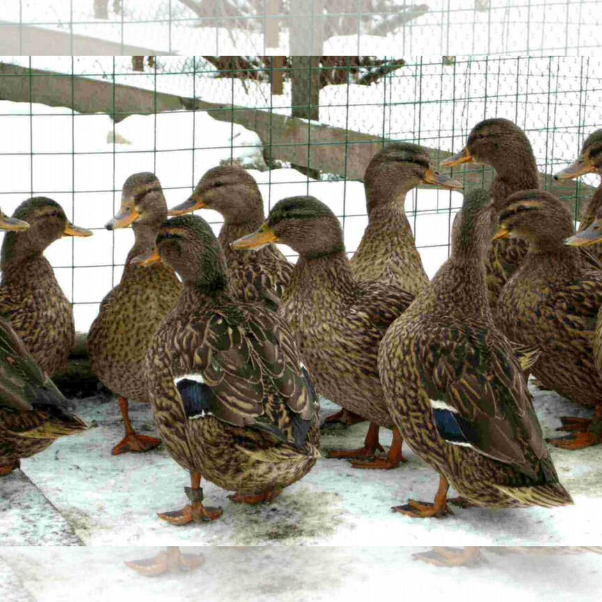Домашняя птица, утки подсадные