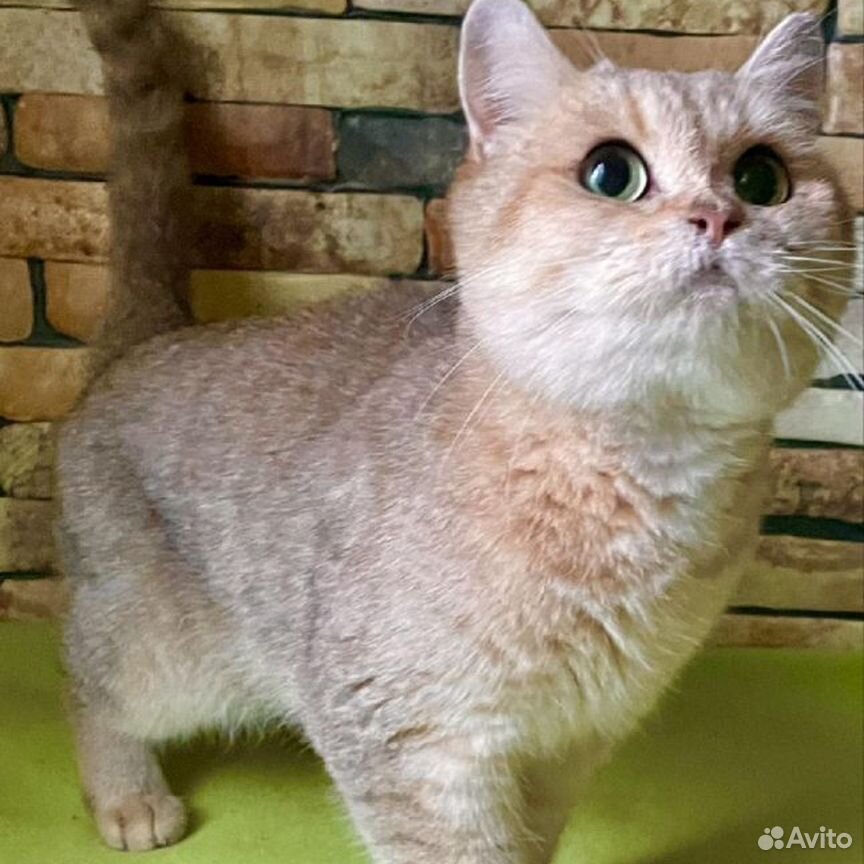 Британская шиншилла