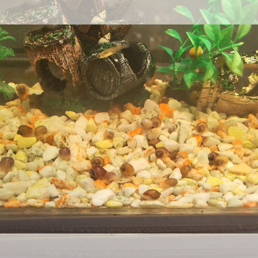 Улитки аквариумные