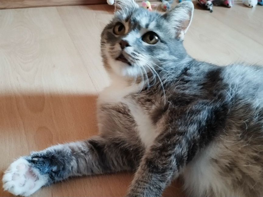 Кошки ищут дом