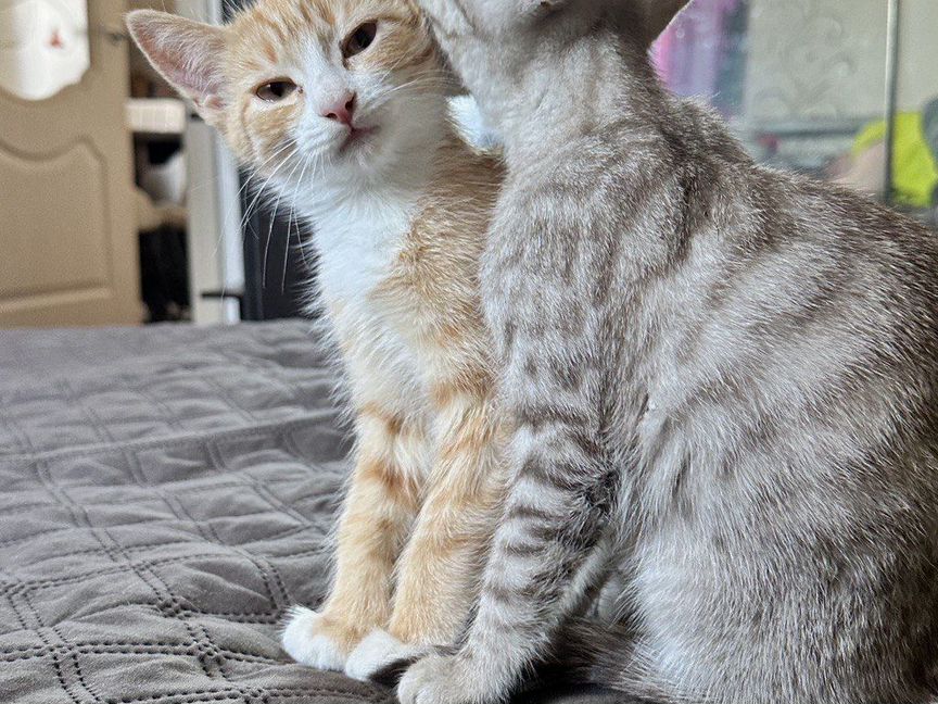 Отдам в добрые руки котят