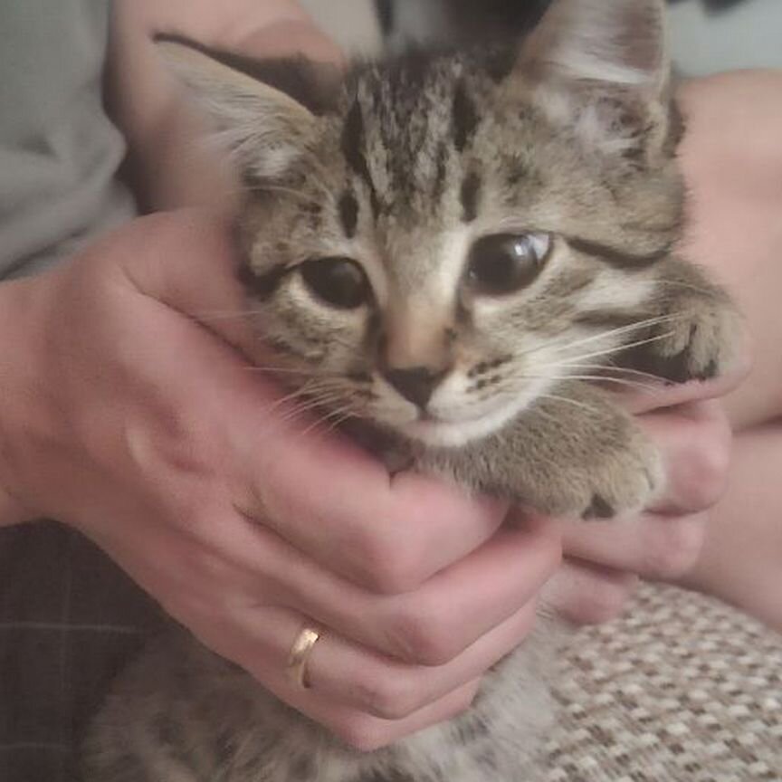 Котёнок
