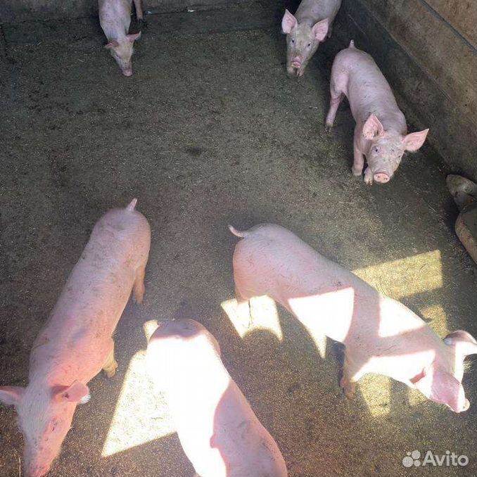 Поросята кб/пьетрен макстер