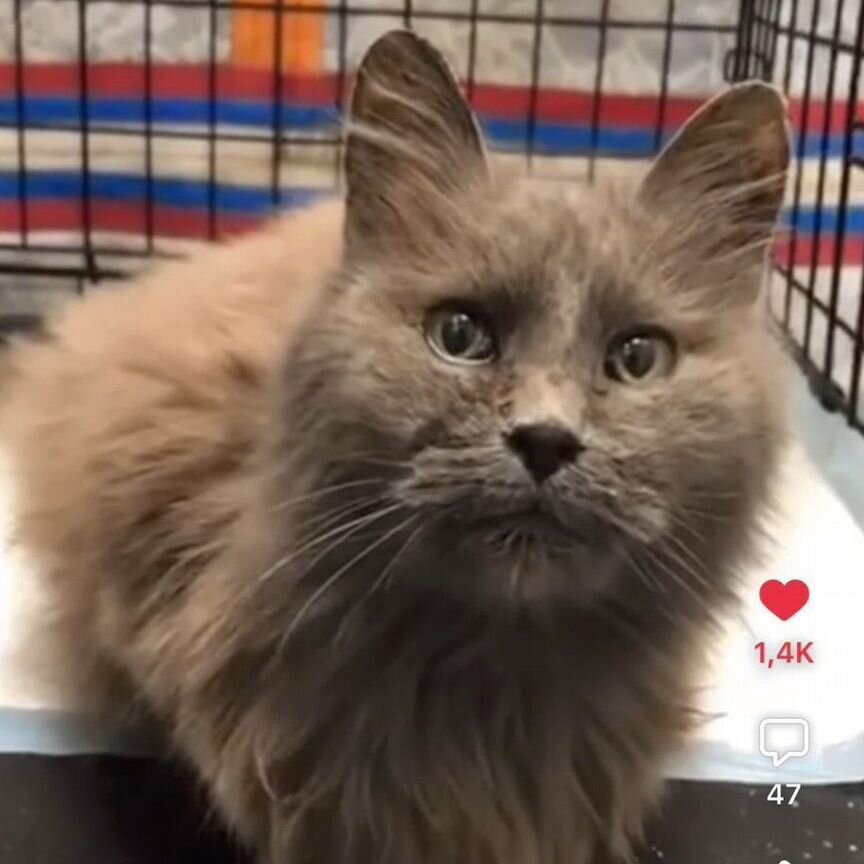 Кошка Бабуля серая 17-20 лет в добрые руки