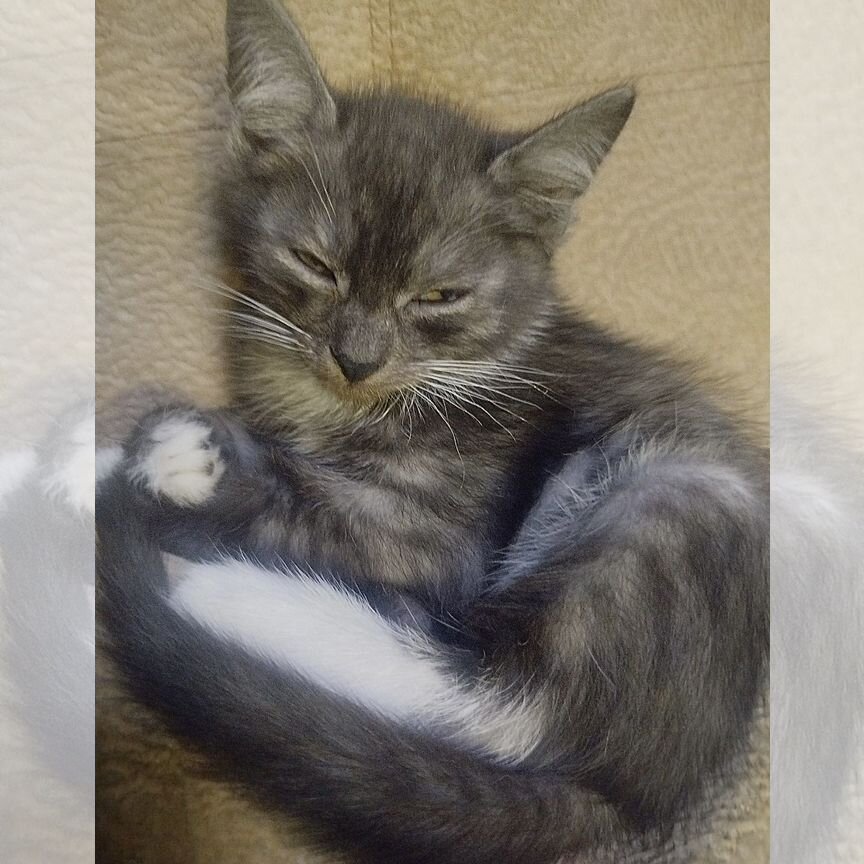 Котёнок в добрые руки