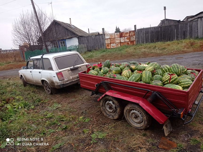 Овощи на корм скоту