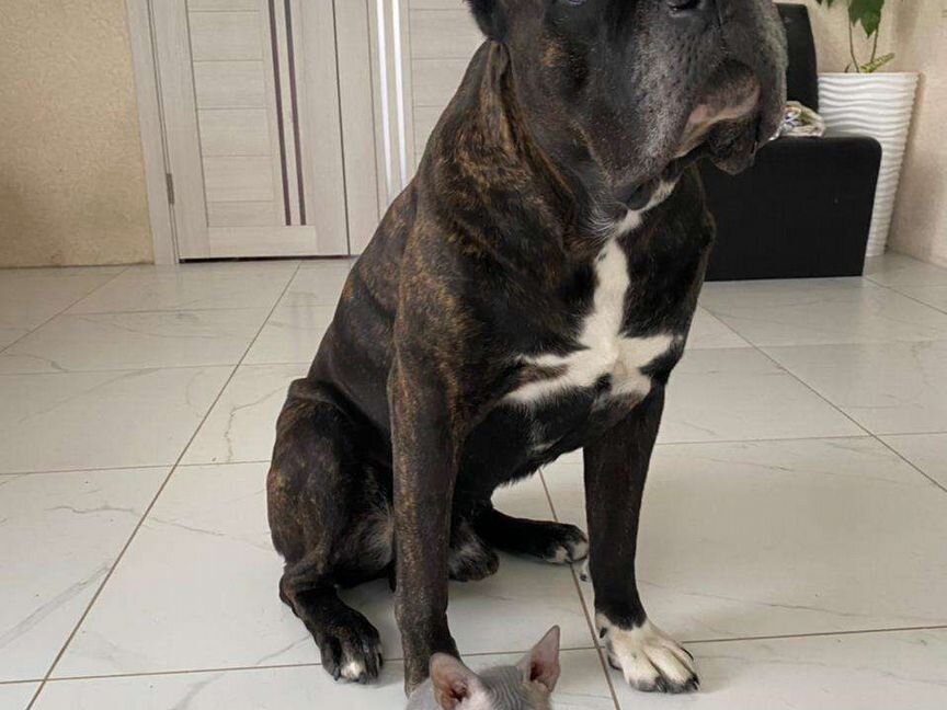 Кане корсо вязка