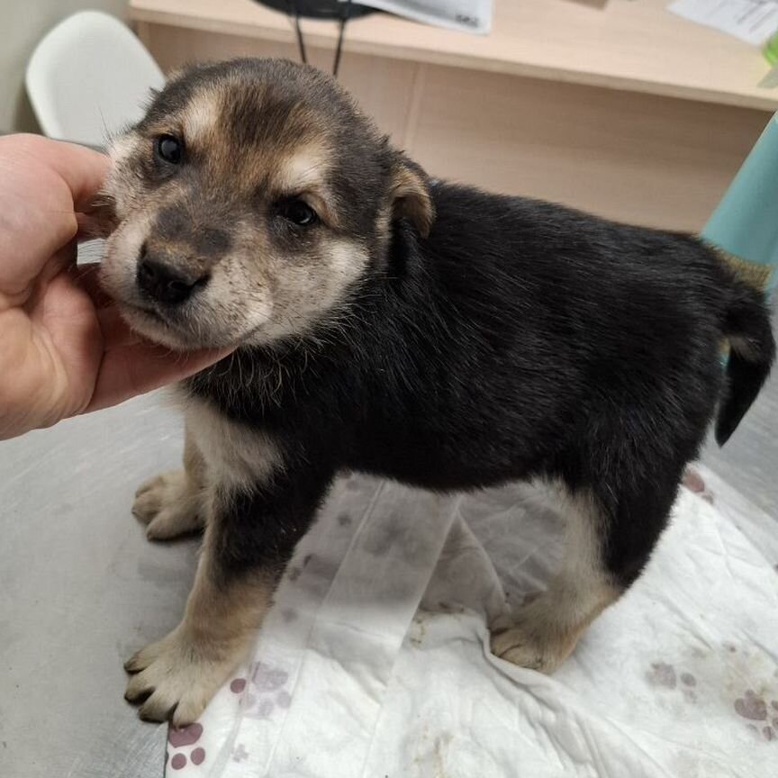 Щенок в добрые руки