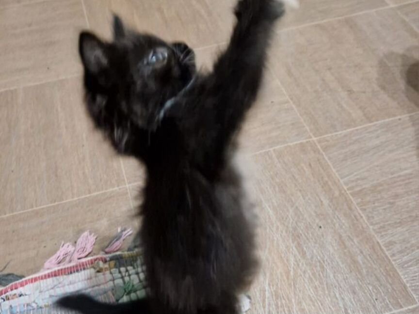 Кошка