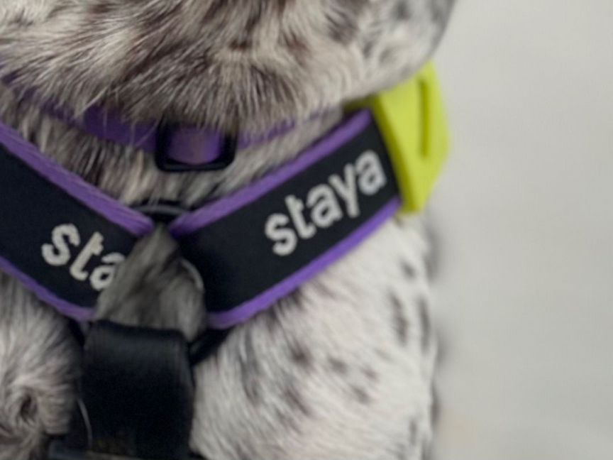 Промокод staya 10