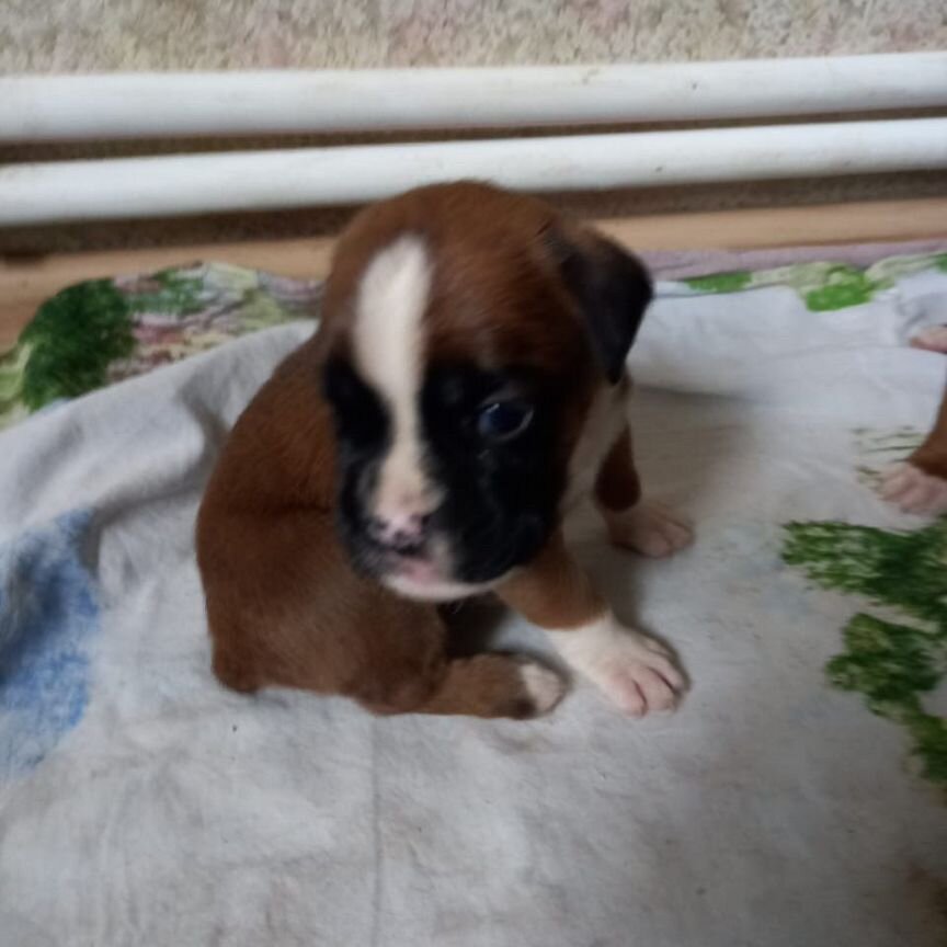 Продам щенков боксера