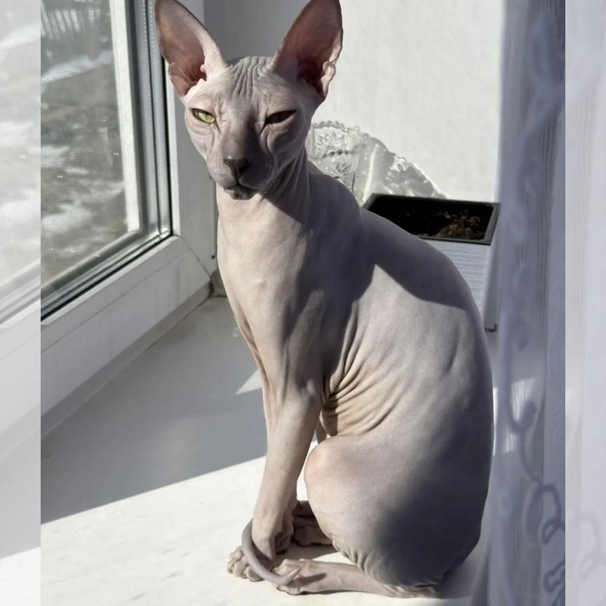 Канадский сфинкс, взрослая кошка