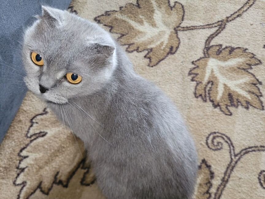 Продам кошечку