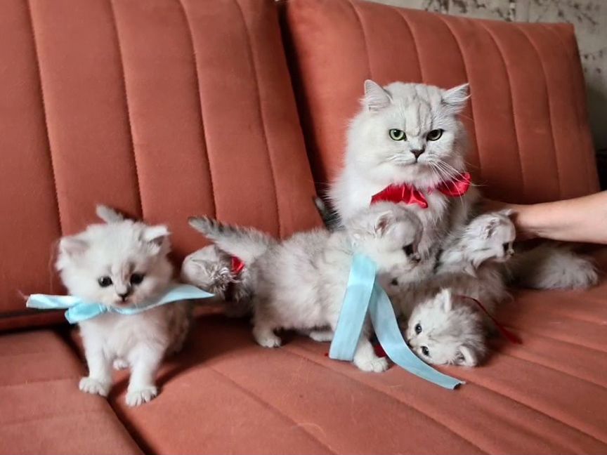 Серебристая шиншилла