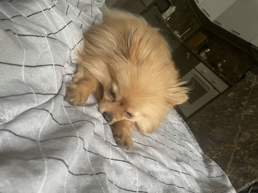 Мини-шпиц лисичка