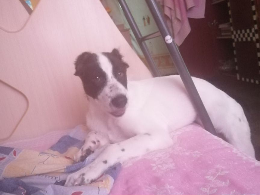 Среднеазиатская овчарка