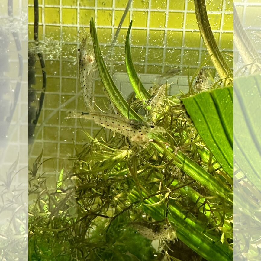 Креветки аквариумные Амано