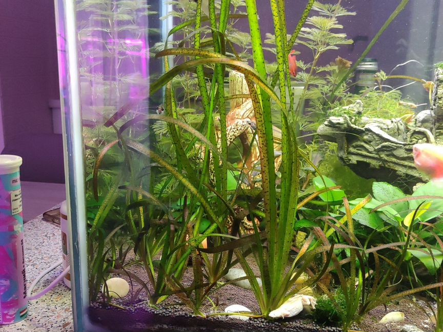 Аквариумные растения прополка
