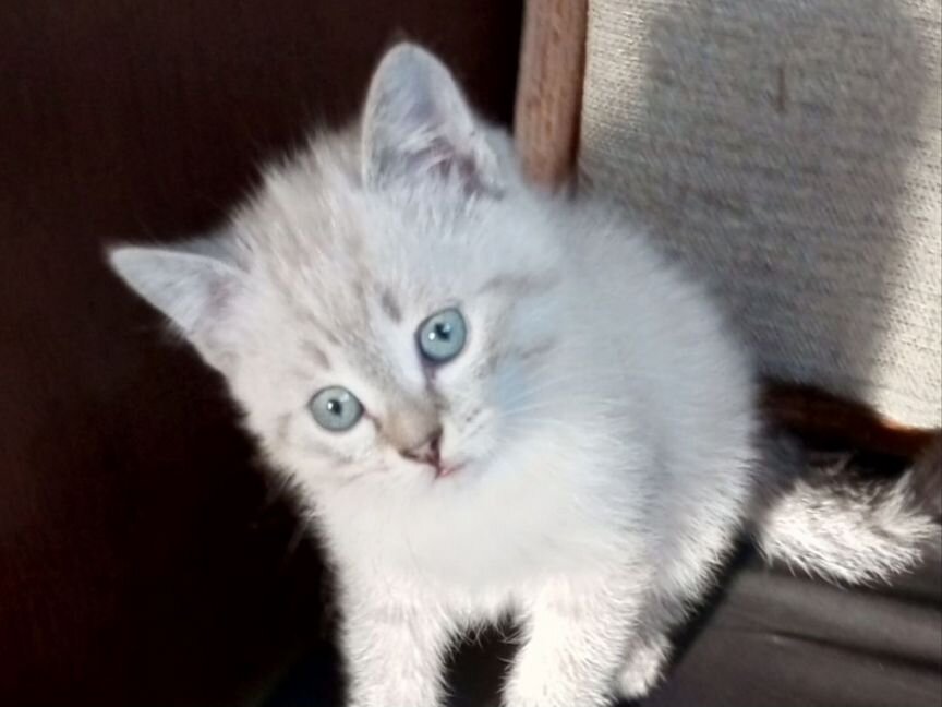 Маскарадные котята