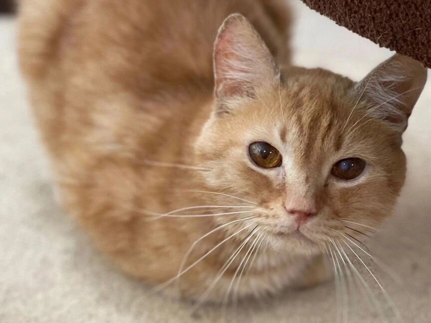 Котик Щербет