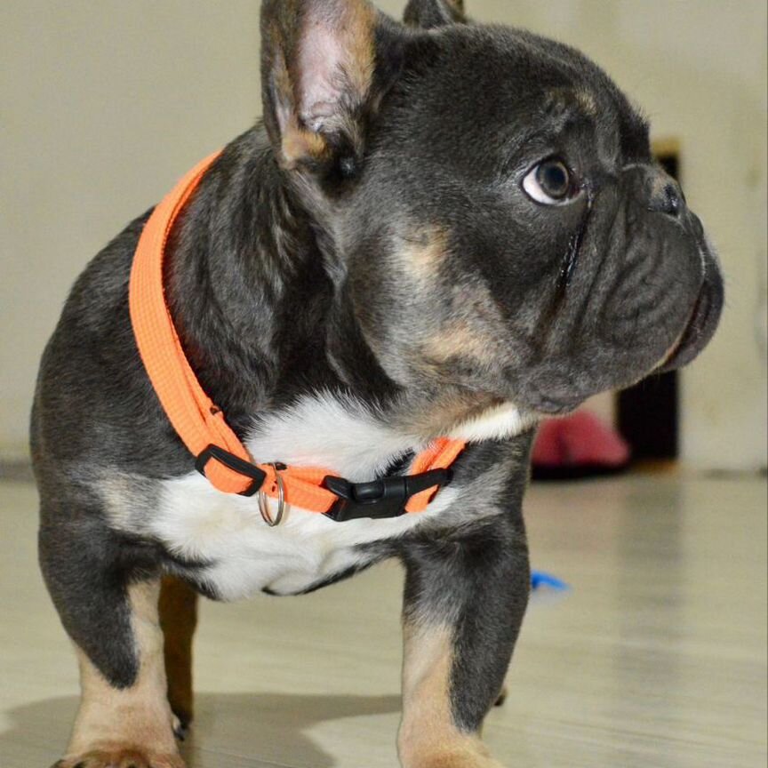 Французский бульдог мальчик