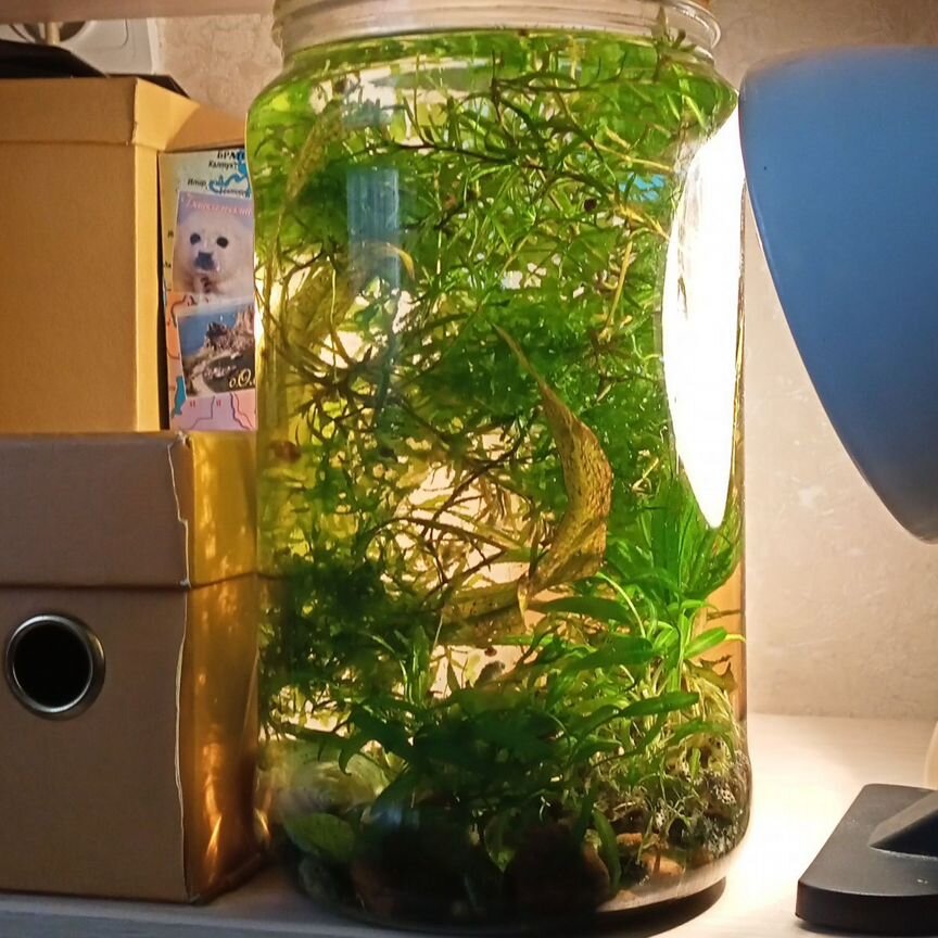 Растения для аквариума