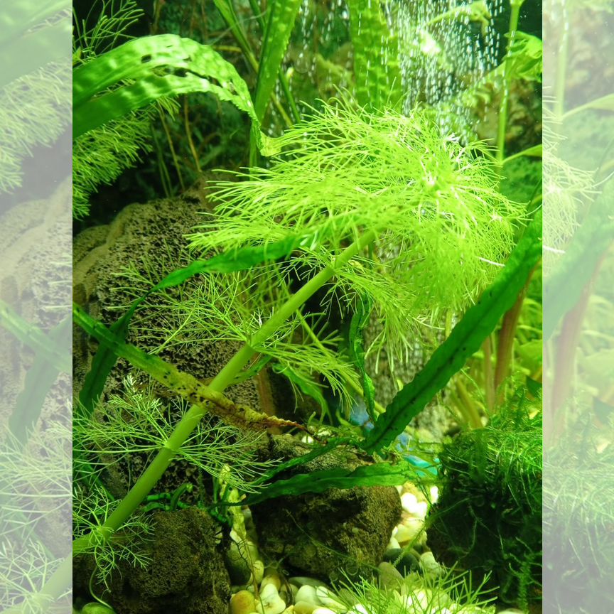 Аквариумные растения,прополка