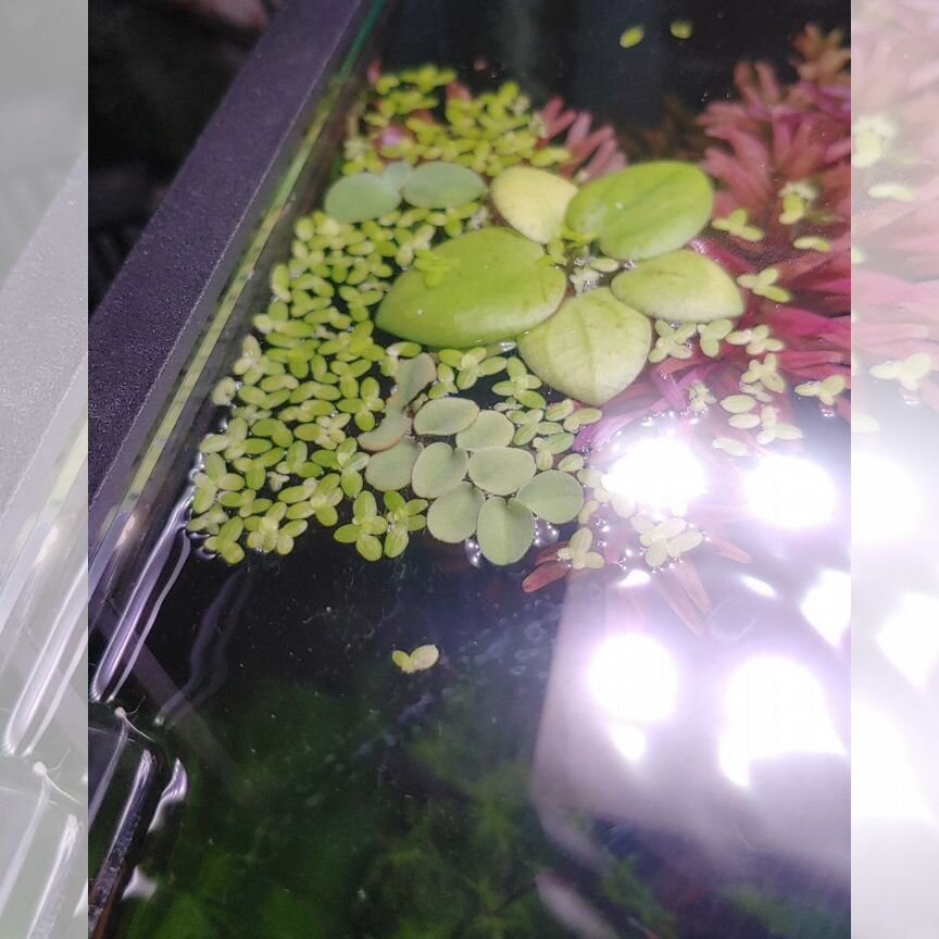 Ряска для аквариума