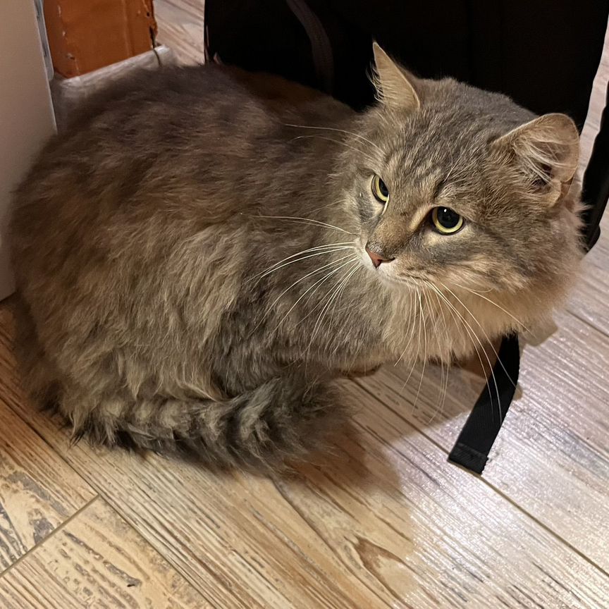 Кот в добрые руки