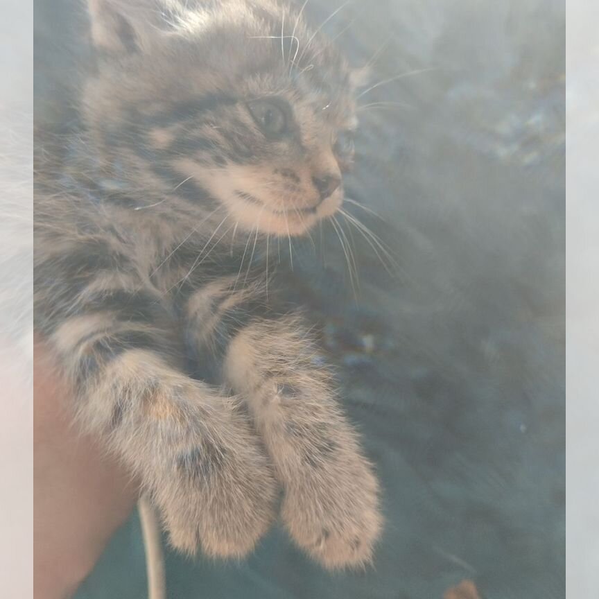 Кошка в дар