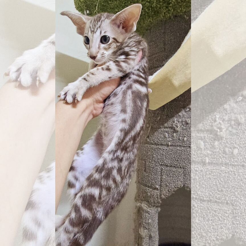 Ориентальный котёнок