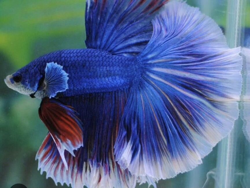 Петушок/вуалехвост (самец) отдам