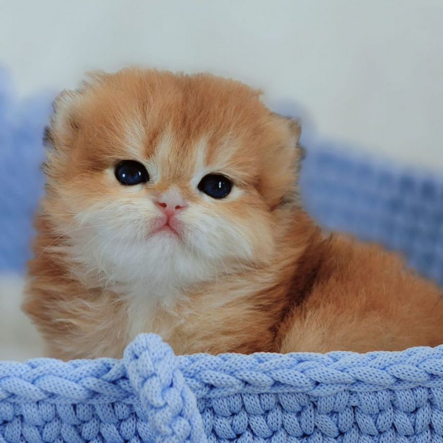 Британский длинношёрстный котёнок