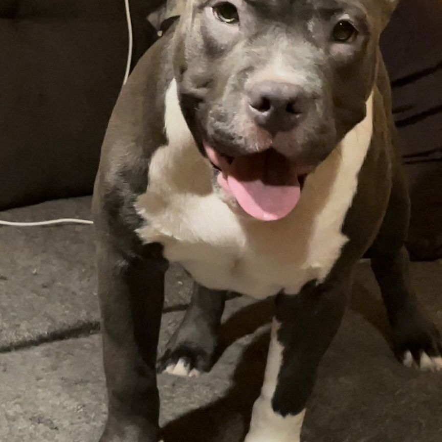 Американский булли, щенок