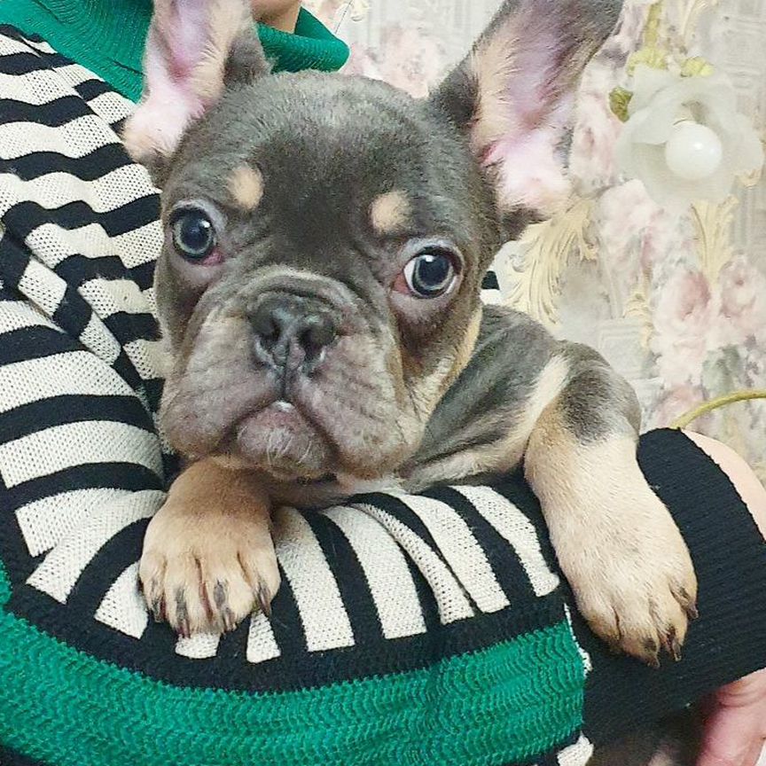 Французский бульдог, щенок