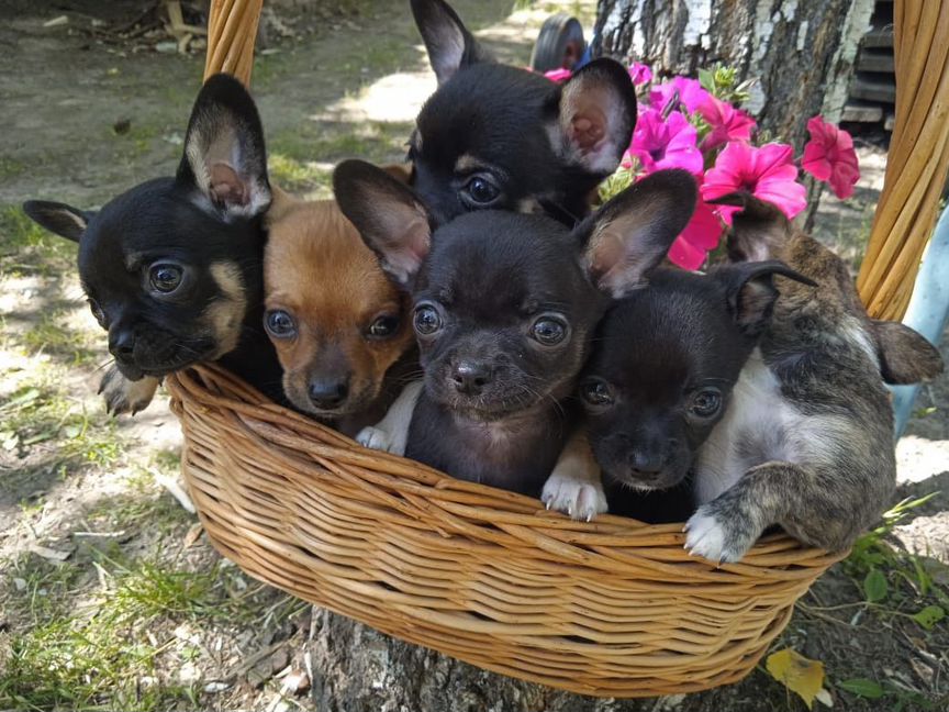 Щенки Чихуахуа