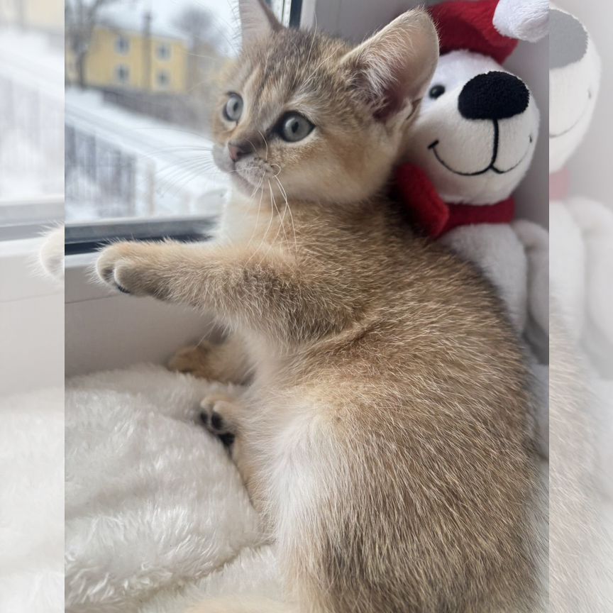 Британский короткошёрстный котёнок
