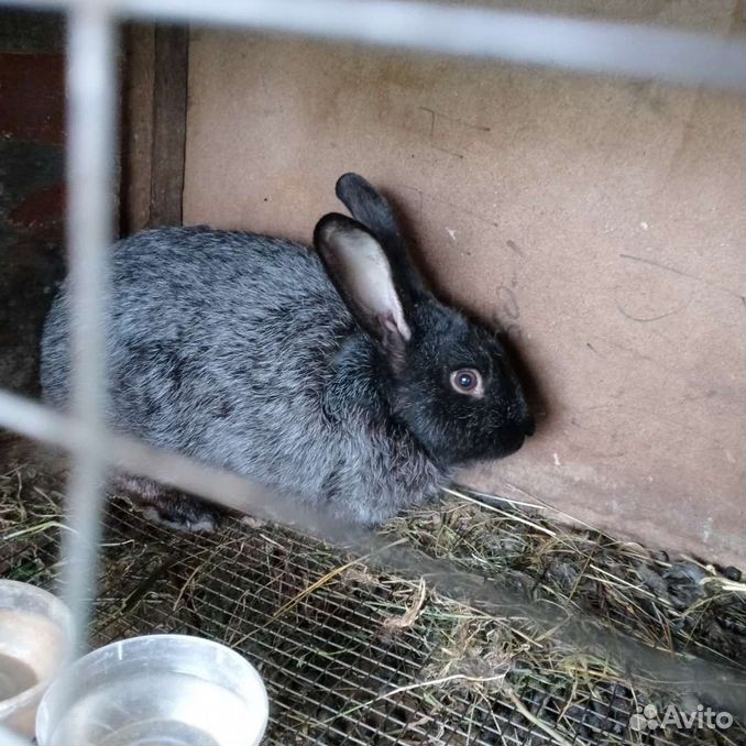 Кролики серебро