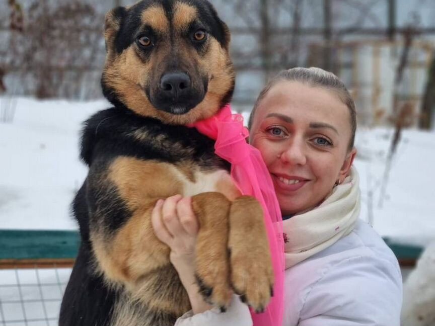 Собака в семью в добрые руки
