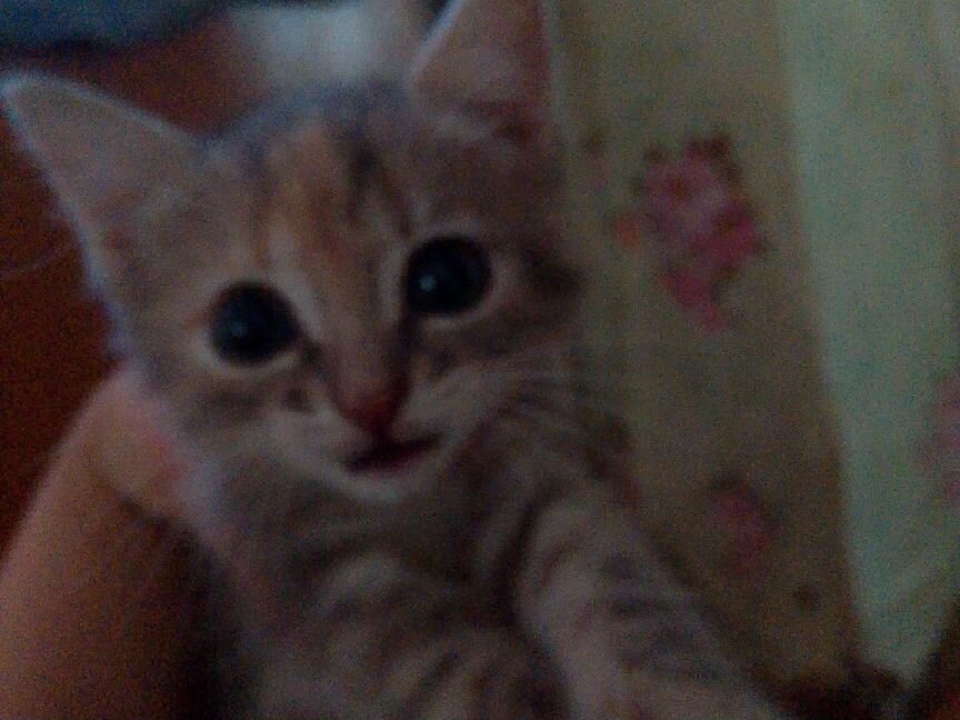 Кошка