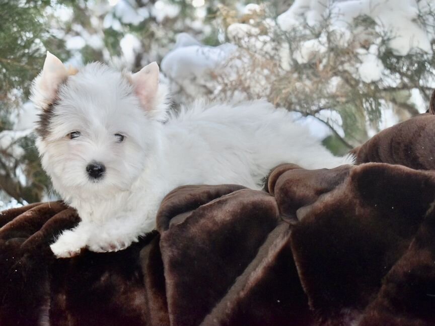 Редкий белый йорк