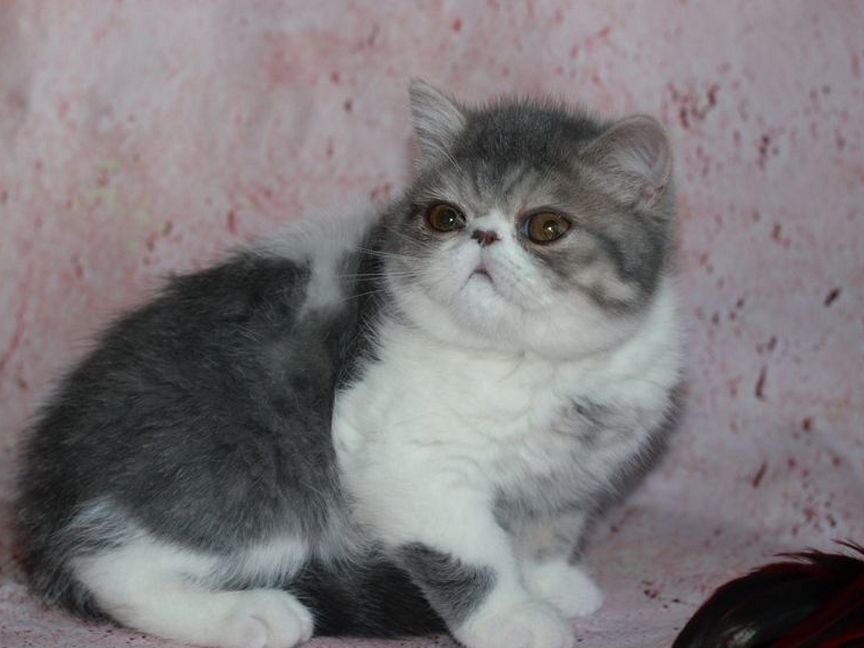 Котик экзотик