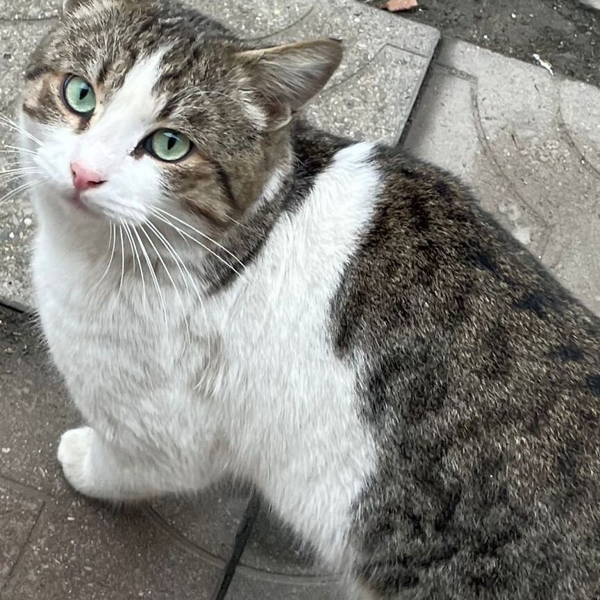 Взрослый кот в добрые руки