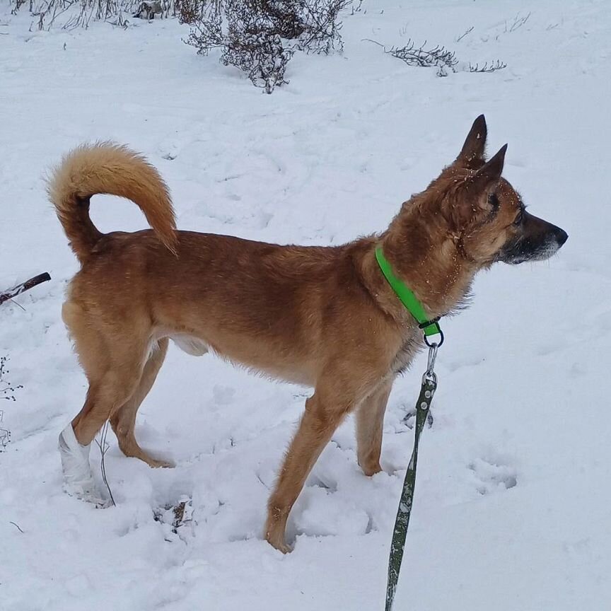 Собака в добрые руки